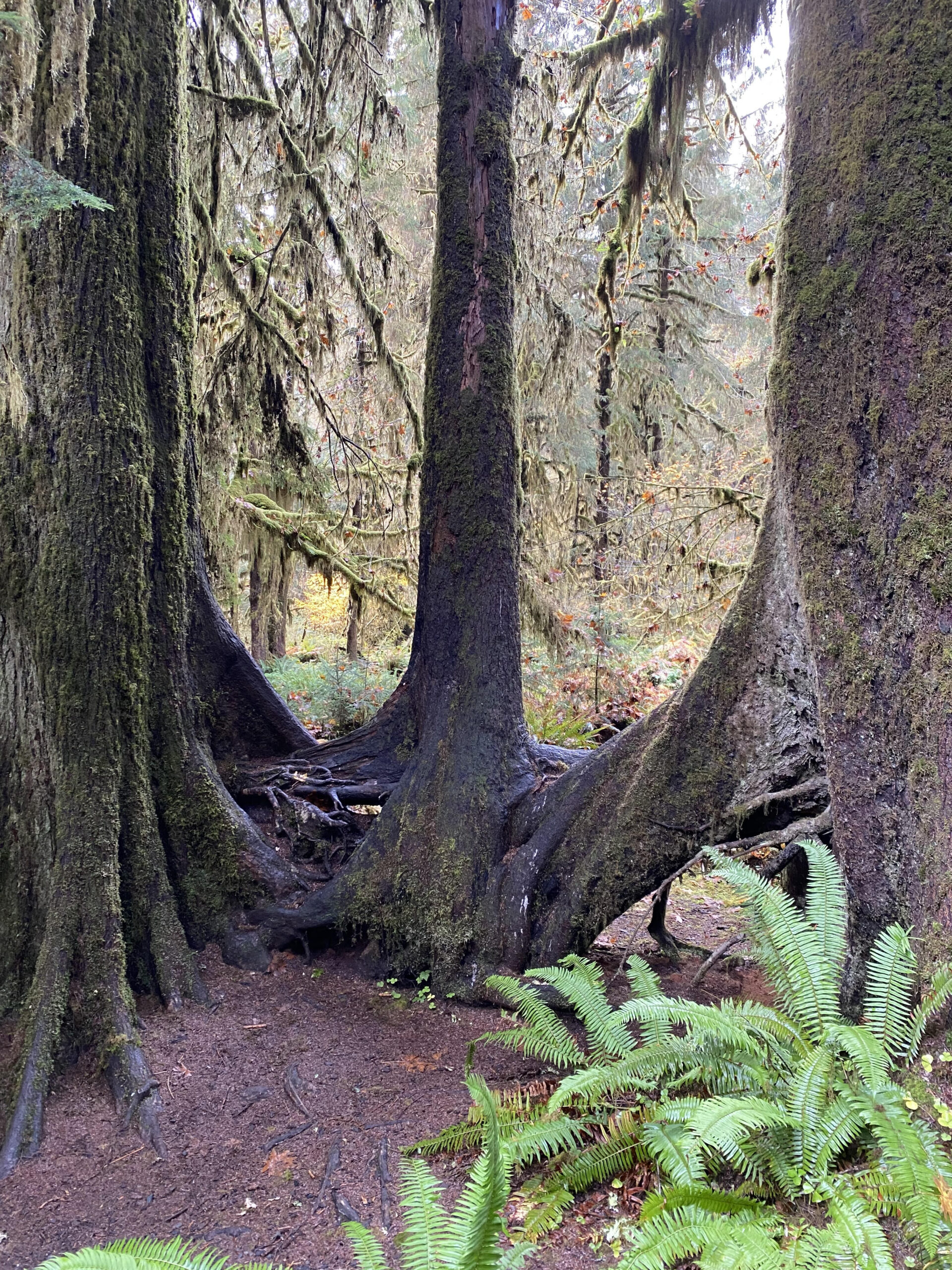 The Legacy of a Nurse Log - Sound Retirement Planning